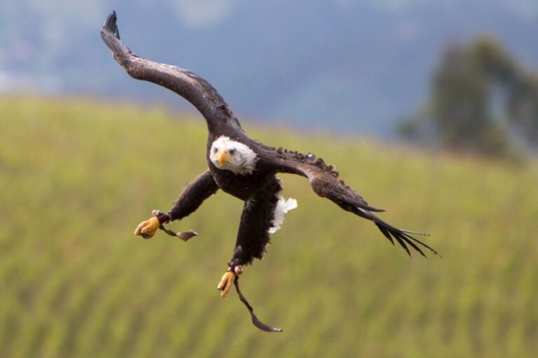 Apex Predator List: Top 15 Predators In The World