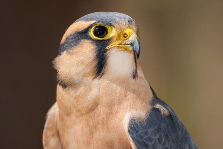 Types Of Falcons: Here Are The Most Common | Misfit Animals