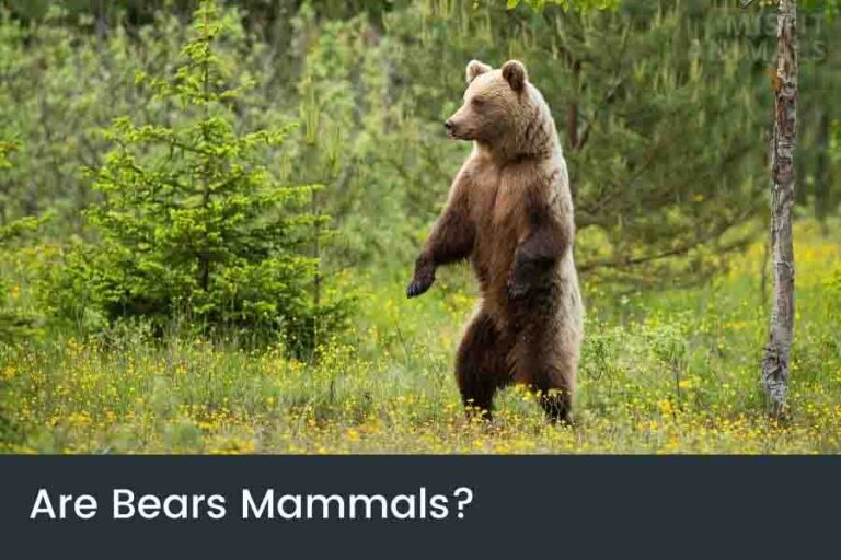 Are Bears Related To Dogs & Are They Canines?