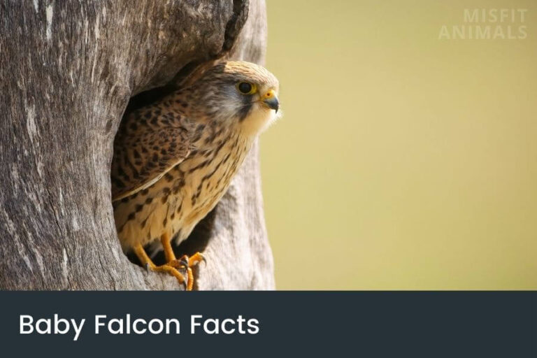 Baby Falcon Facts: What They’re Called & What They Look Like