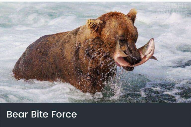 Bear Bite Force: Grizzly Bear, Polar Bear & Other Species