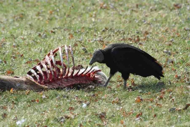Hawk Vs. Vulture: How To Tell Them Apart (Main Differences)