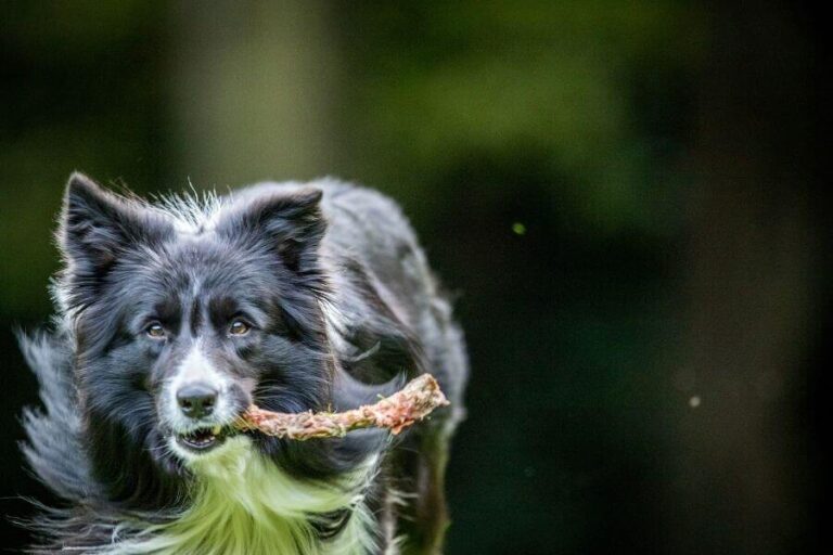 Rottweiler Border Collie Mix: A Look Into The Designer Breed