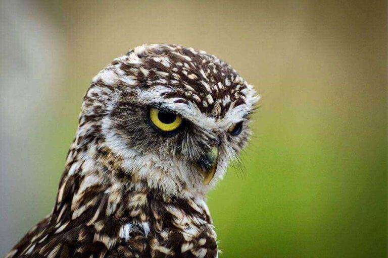 Burrowing Owl Facts, Identification, Habitat & More