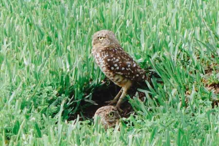 Burrowing Owl Facts, Identification, Habitat & More