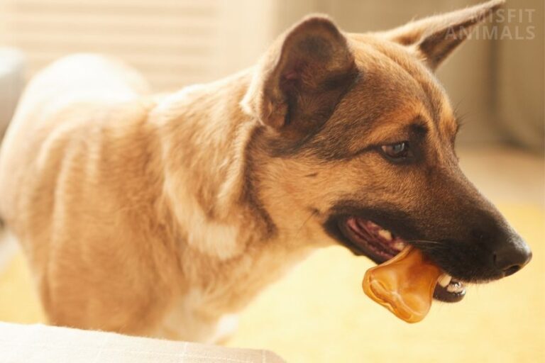 Can Rats Eat Onions? Are They Toxic To Rats?