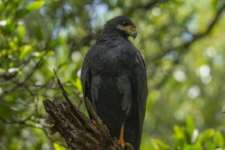 19 Types Of Hawks In North America (With Pictures)