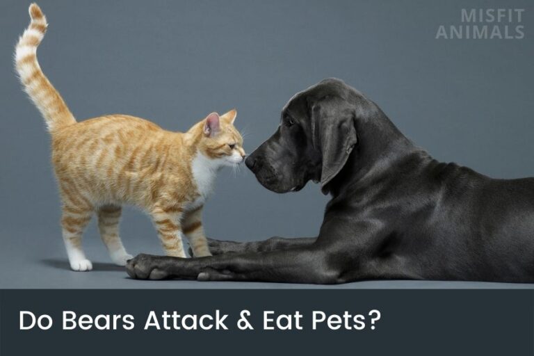 Are Bears Related To Dogs & Are They Canines?