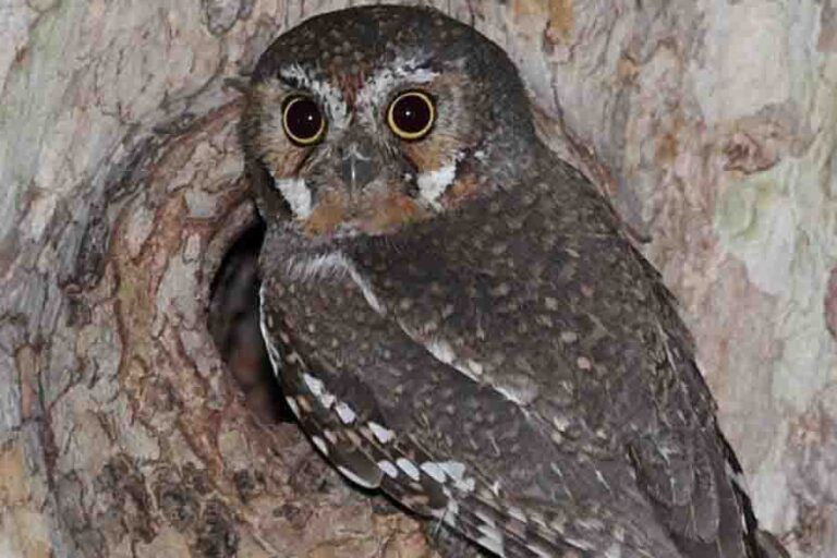 Elf Owl Facts, Identification, Size, Habitat & More