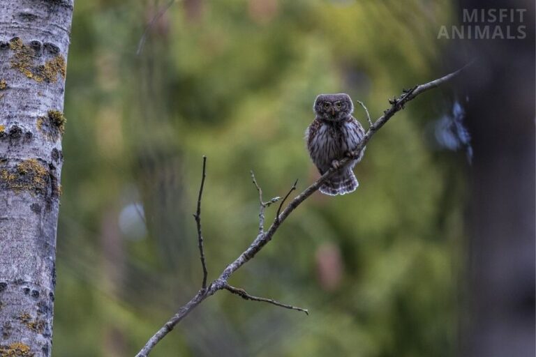 Elf Owl Facts, Identification, Size, Habitat & More