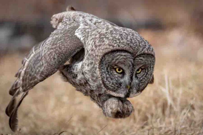 Top 5 Largest Owl Species (A Complete Overview Of)