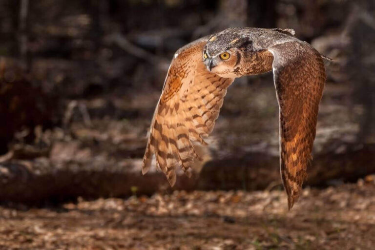 Great Horned Owl Facts, Identification, Size, Habitat & More