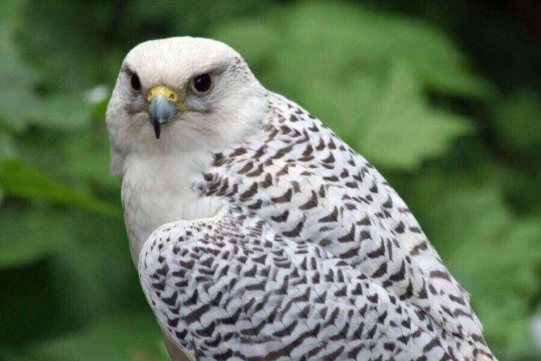 Largest Falcon In The World: The Gyrfalcon | Misfit Animals