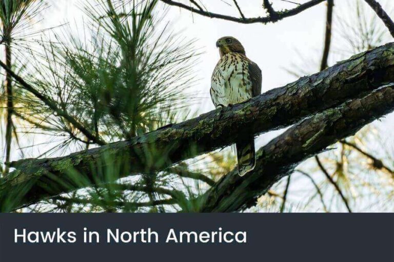 Why Do Hawks Screech & What Do Hawk Calls Sound Like?