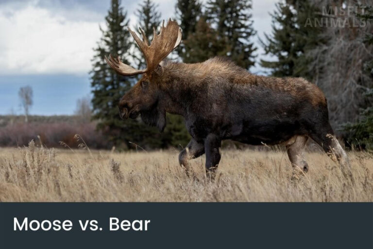 Moose Vs. Bear: Who Wins In A Fight? | Misfit Animals