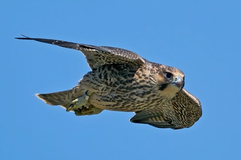 Peregrine Falcon Speed: How Fast Is A Peregrine Falcon?