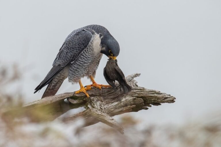 Baby Falcon Facts: What They’re Called & What They Look Like