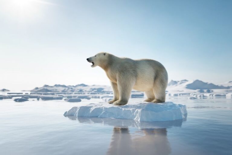 How Do Polar Bears Stay Warm? (What You Need To Know)