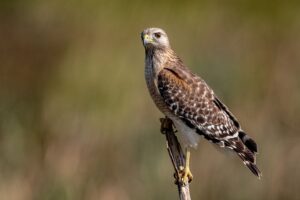19 Types Of Hawks In North America (With Pictures)