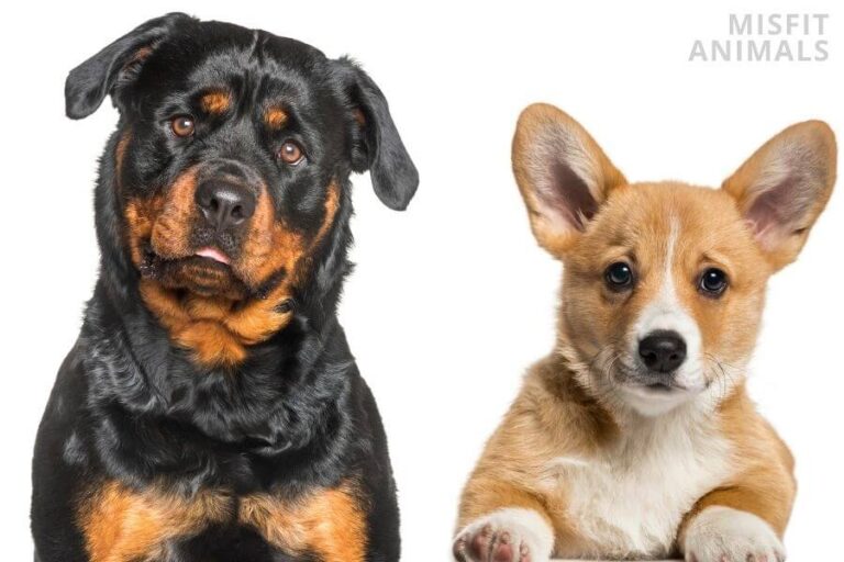 23 Rottweiler Mix Breeds According To Size (Rottie Mix List)