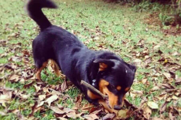 Rottweiler Corgi Mix: Appearance, Size, Personality And Care