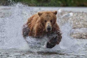 How Fast Can A Bear Run? (List Of 8 Bears' Top Speed)