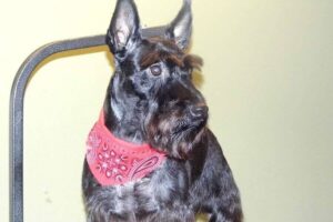 Rottweiler Schnauzer Mix (Schnottie): Here’s What We Know