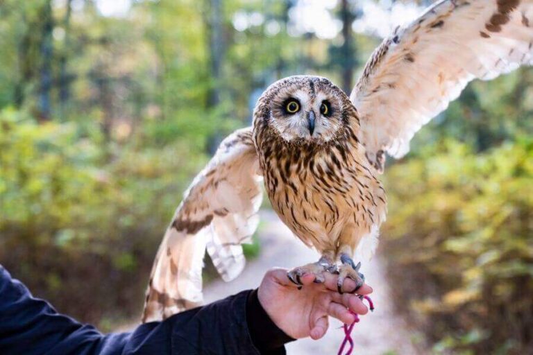 Can I Have An Owl For A Pet | The Tube