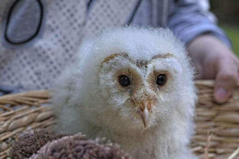 Baby Owl: What Do You Call Them & What Do They Look Like?