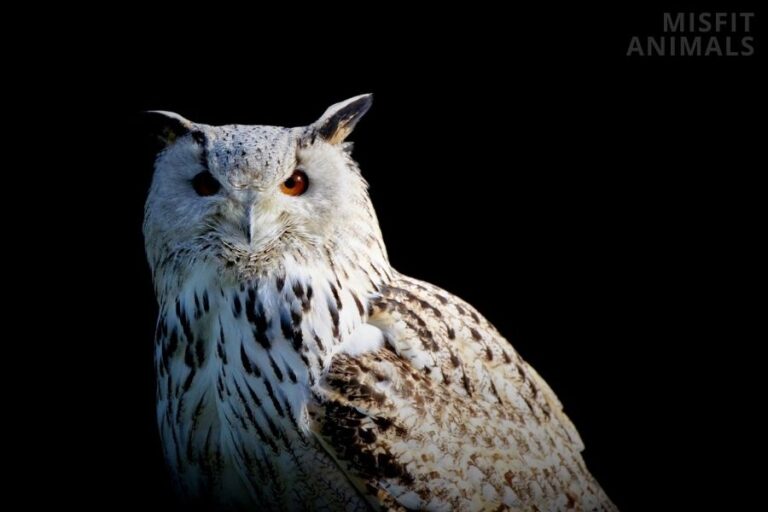 Snowy Owl Facts, Identification, Size, Habitat & More
