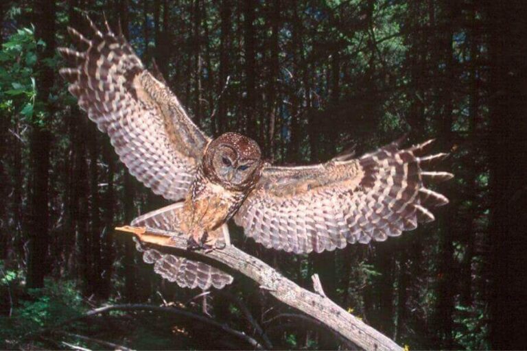 Spotted Owl Facts, Identification, Size, Habitat & More