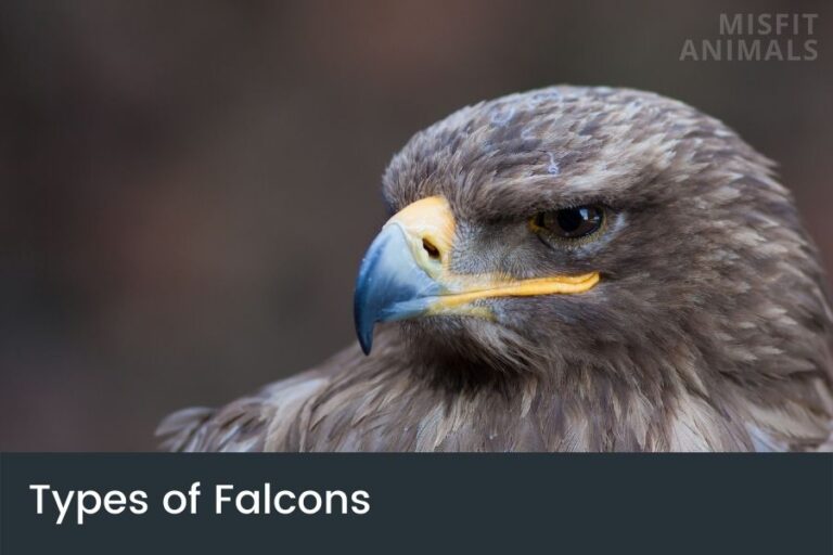 Types Of Falcons: Here Are The Most Common | Misfit Animals