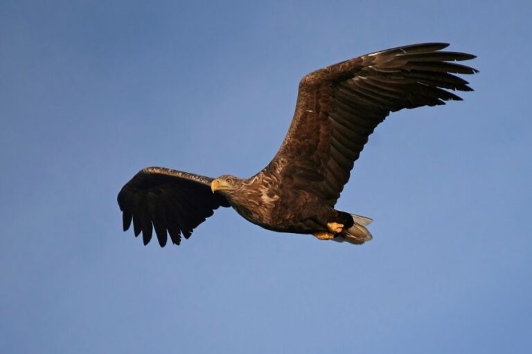 Eagle Vs Hawk: Main Differences & Similarities Explained