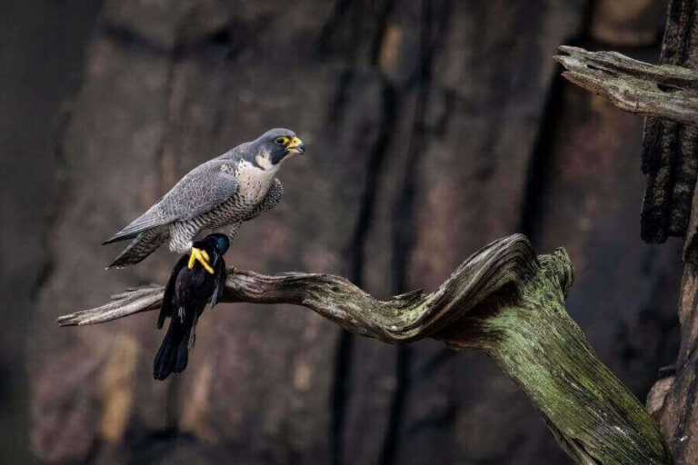 How Much Does A Falcon Cost? (Buying Price & Upkeep)