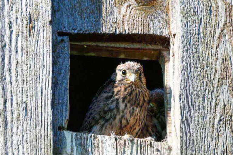 Baby Falcon Facts: What They’re Called & What They Look Like