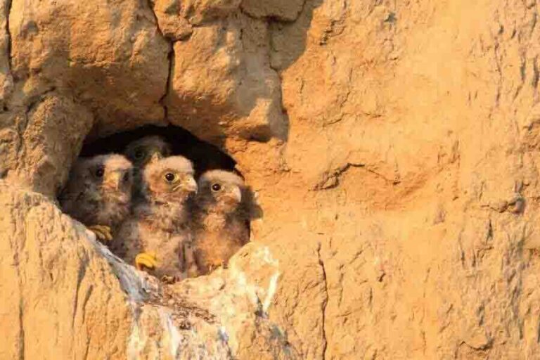 Baby Falcon Facts: What They’re Called & What They Look Like