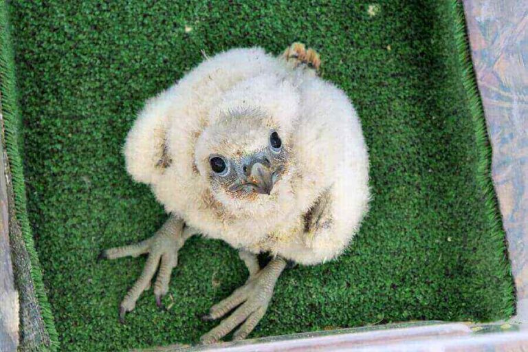 Baby Falcon Facts: What They’re Called & What They Look Like