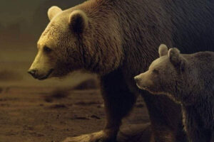List Of Two-Legged Animals That Will Amaze You (12 Examples)