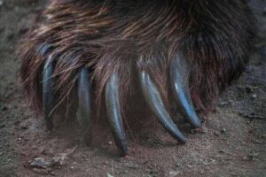 Grizzly Bear Claw & Paw Facts (Size, Strength & More)