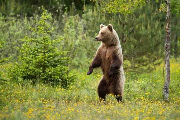 How Tall Is A Grizzly Bear? (Standing & On All Four)