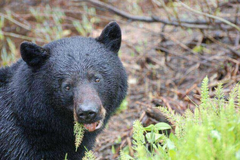 19 Omnivore Animals: Examples, Facts & Pictures