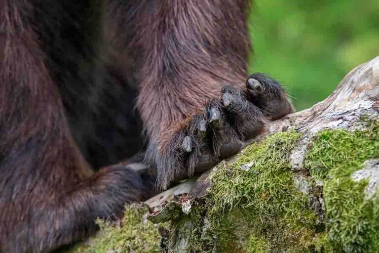 Grizzly Bear Claw & Paw Facts (Size, Strength & More)