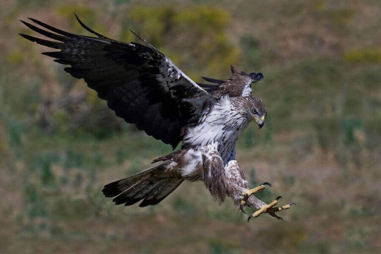 Top 12 Strongest Animals In The World | Misfit Animals