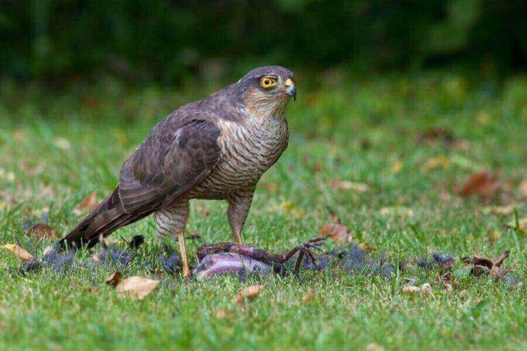 What Do Falcons Eat? (Diet Explained) | Misfit Animals