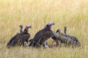 Hawk Vs. Vulture: How To Tell Them Apart (Main Differences)