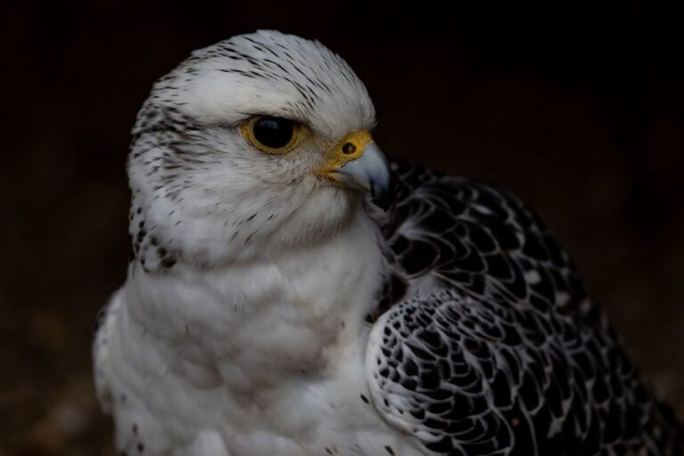 Largest Falcon In The World: The Gyrfalcon | Misfit Animals