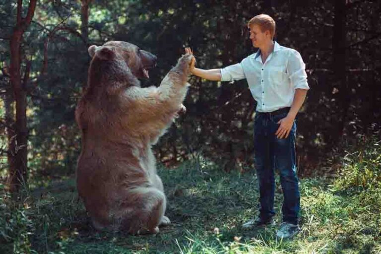 Bear Size Comparison: How Big Are Different Bear Species?