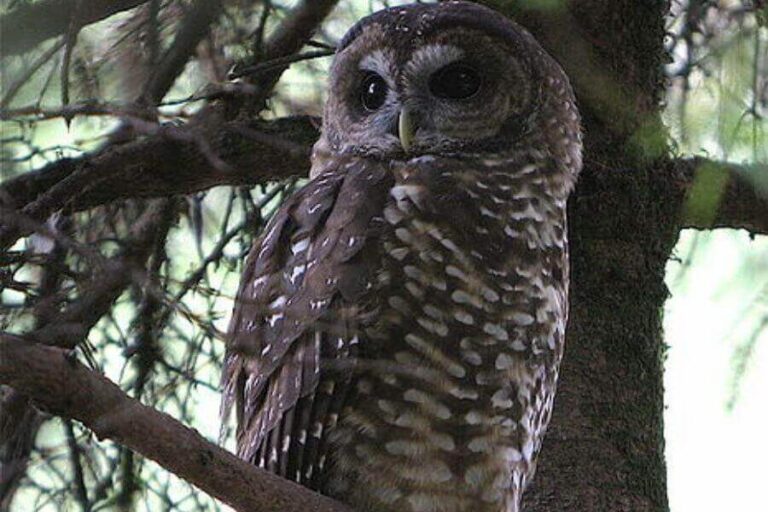 Spotted Owl Facts, Identification, Size, Habitat & More