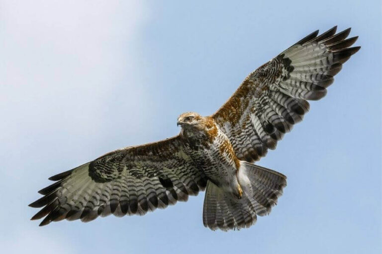 How Fast Are Falcons? (Dive Speed & Flight Speed)