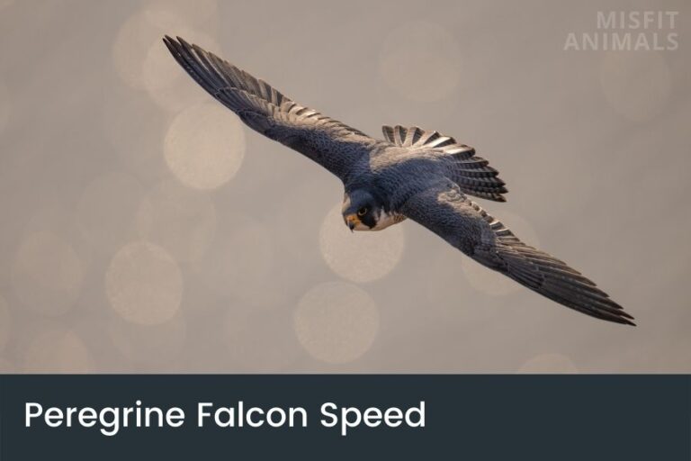 Peregrine Falcon Speed: How Fast Is A Peregrine Falcon?